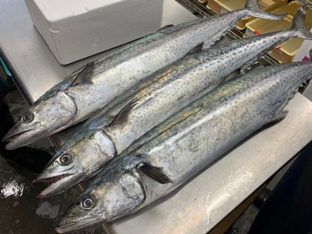 FISH LIST -WINTER- - GOT Japan (EN)