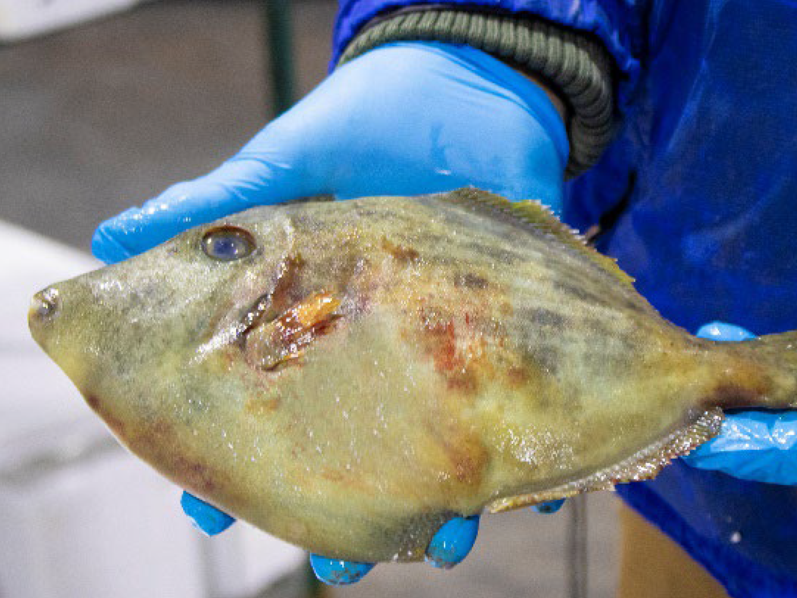 FISH LIST -WINTER- - GOT Japan (EN)